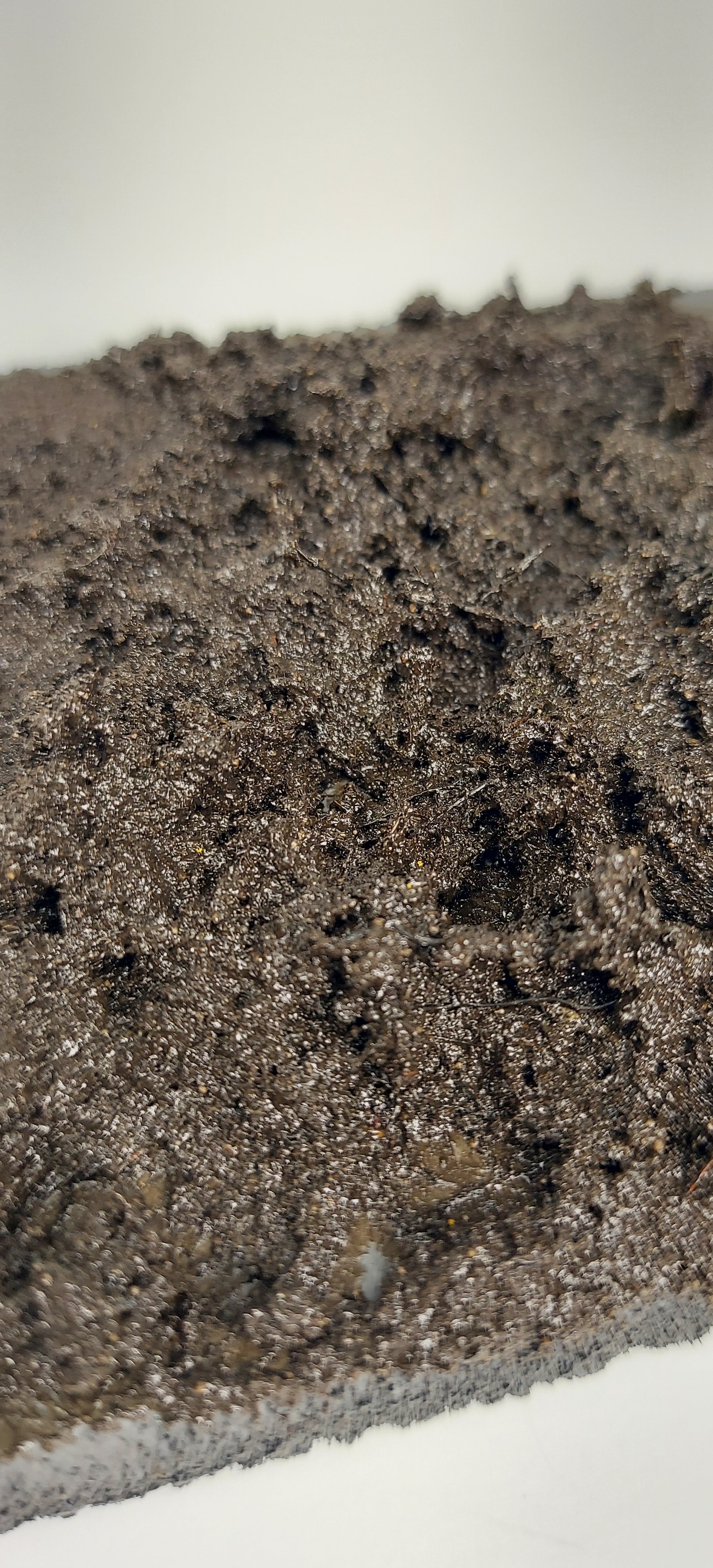 Ardennes Forest Wet Mud [Medium Bodied] – The Scenic Factory