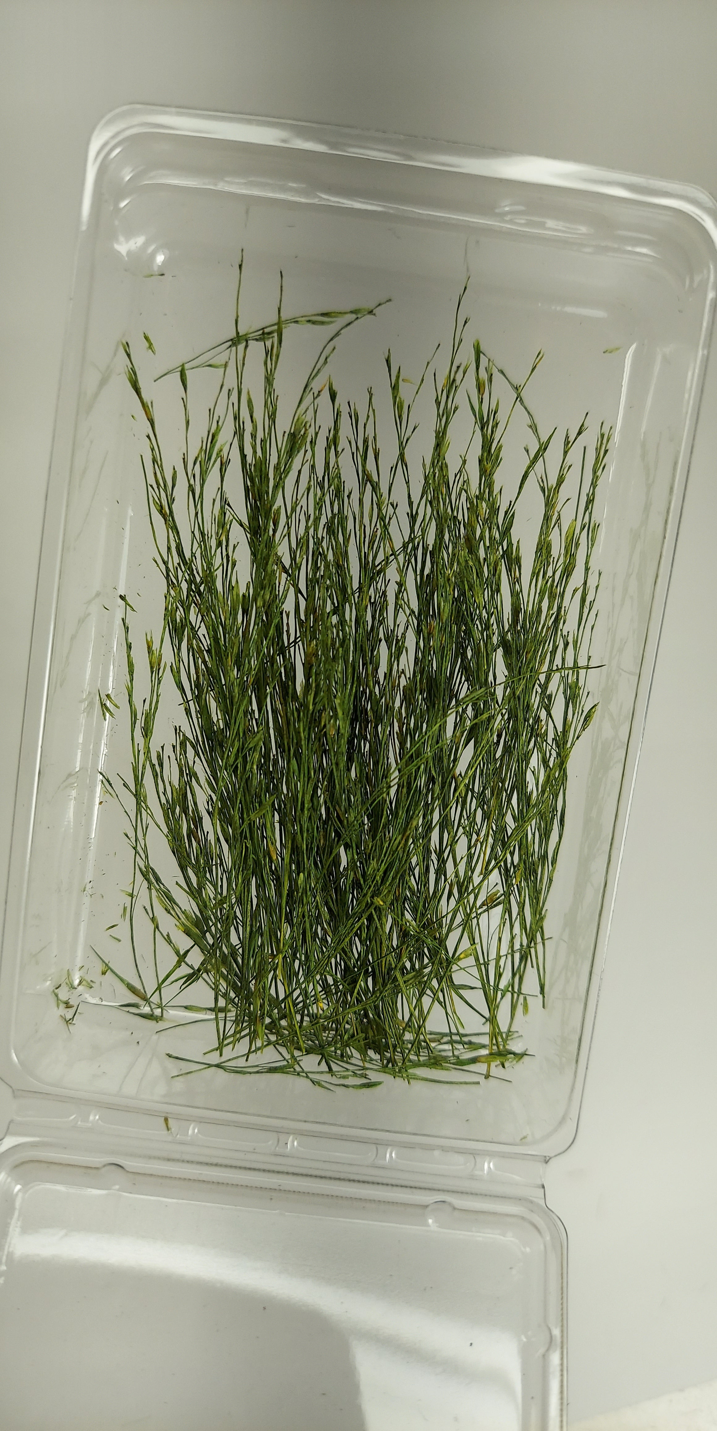 Field Weed 3 [Green] – The Scenic Factory