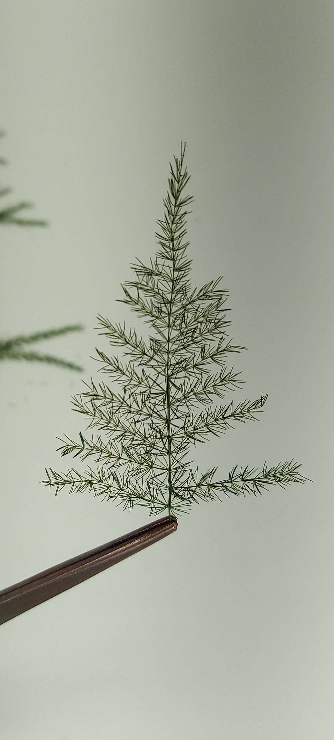 Pine Tree Kits/Materials – The Scenic Factory