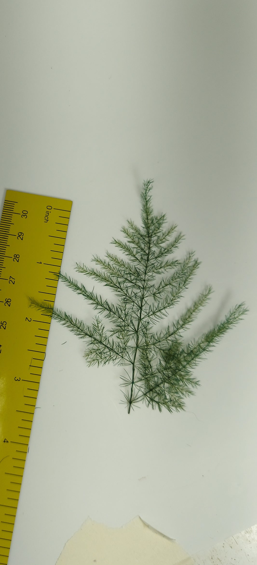 Pine Tree Kits/Materials – The Scenic Factory