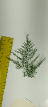 Pine Tree Kits/Materials – The Scenic Factory
