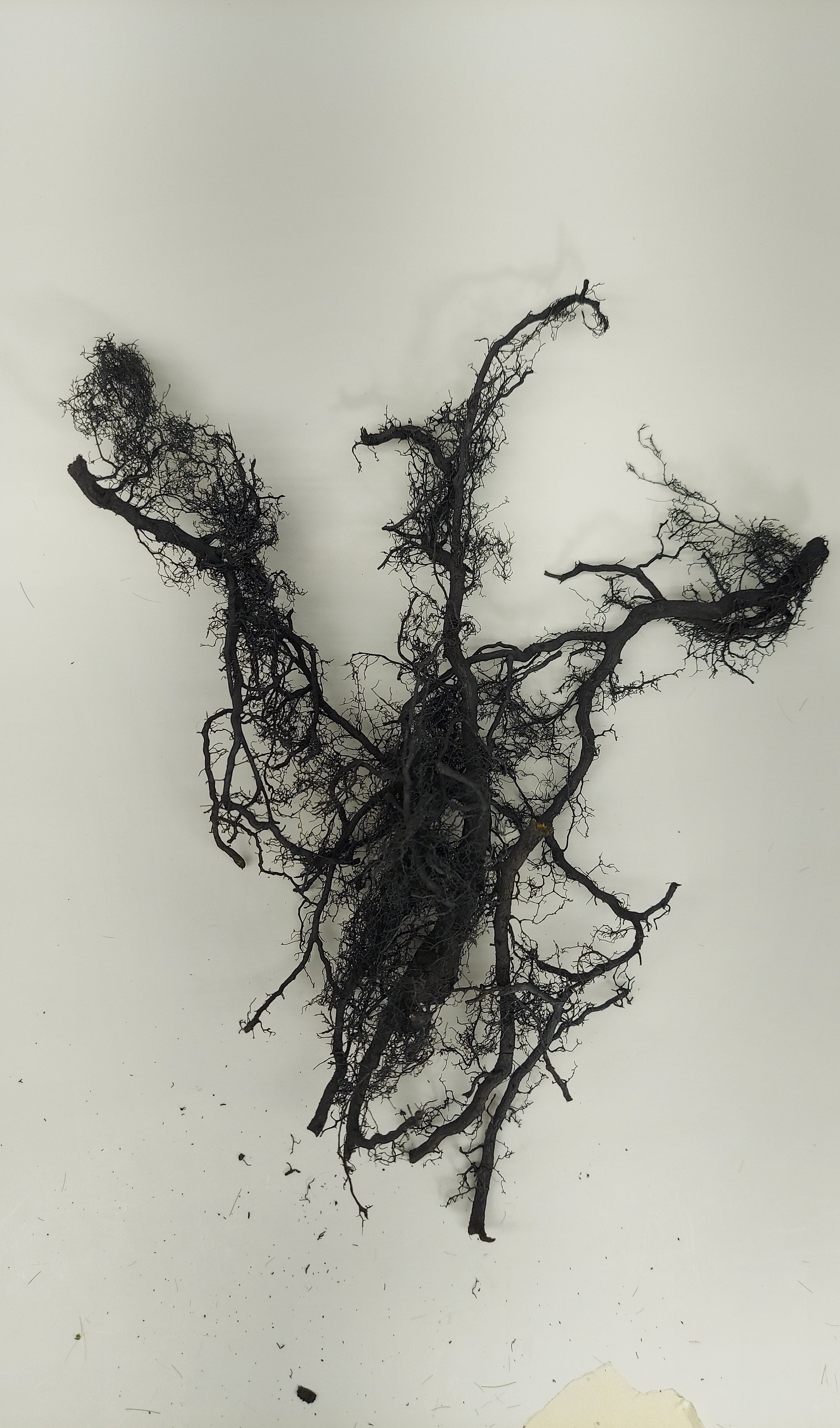 Preserved Root [Painted Dark Gray] – The Scenic Factory