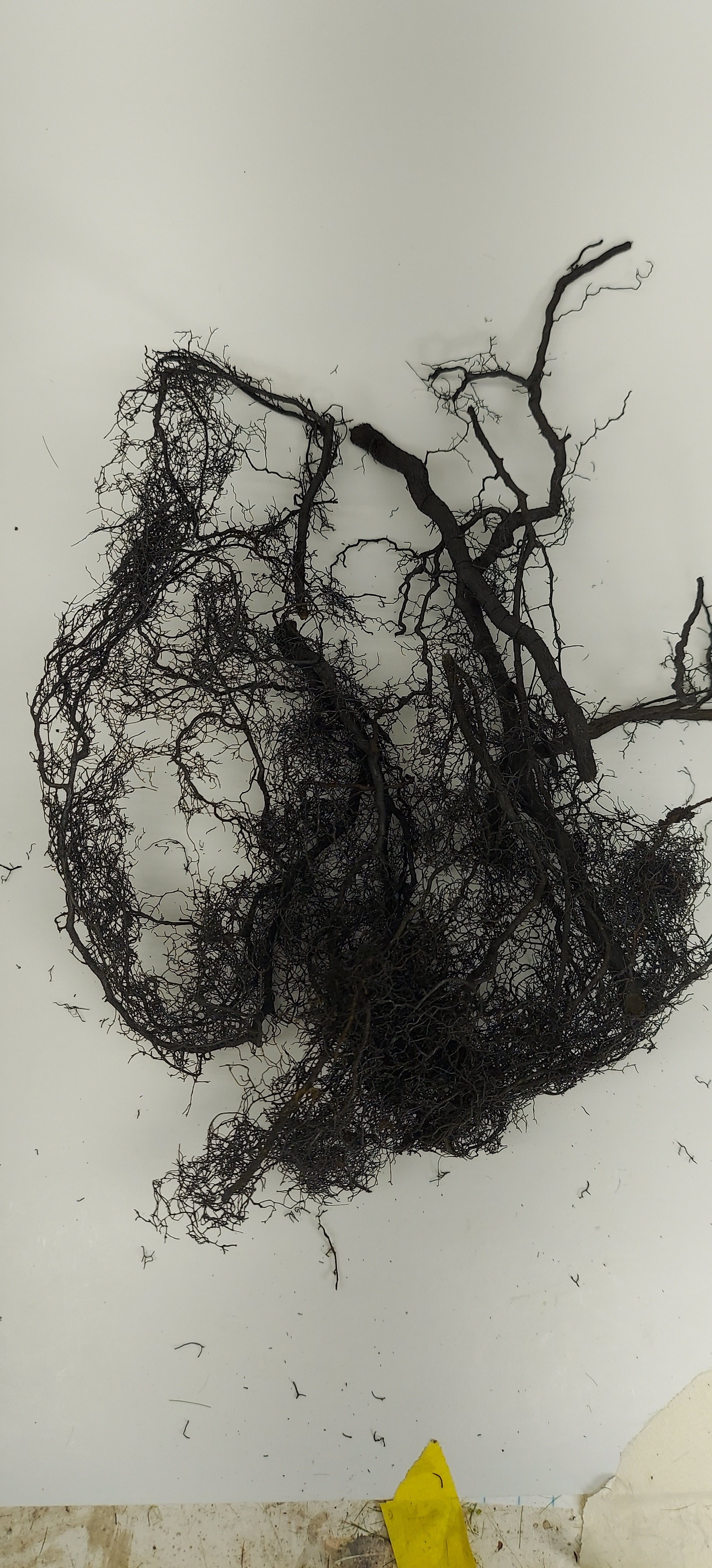 Preserved Root [Painted brown/gray] – The Scenic Factory