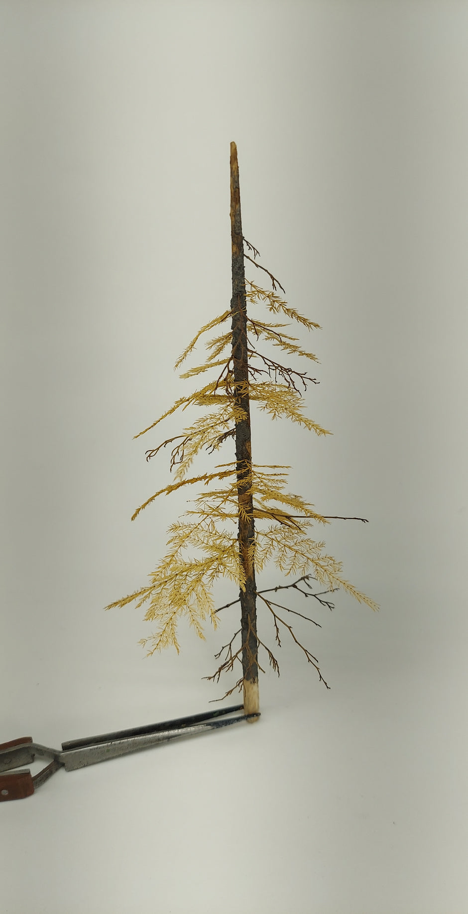 Pine Tree Kits/Materials – The Scenic Factory