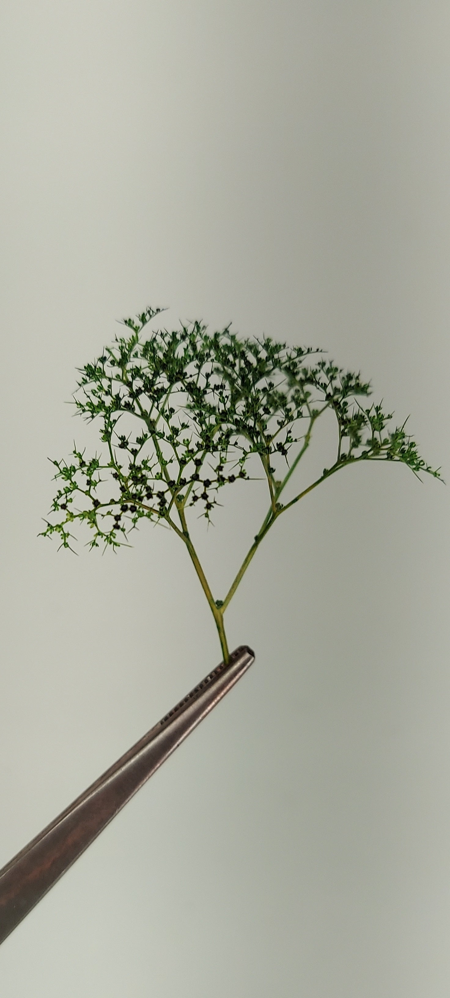 Plain Bushes [Green] – The Scenic Factory