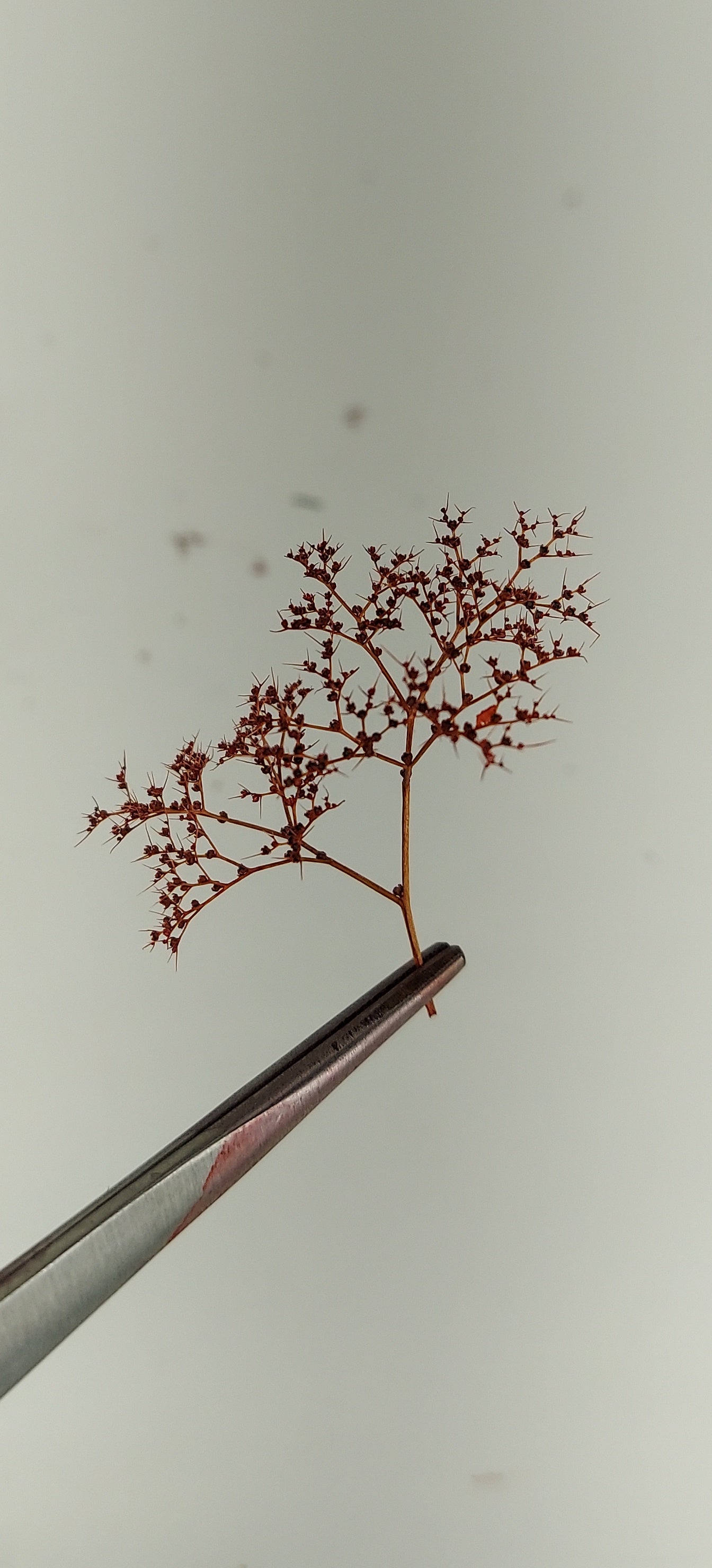 Bushes/Shrubs – The Scenic Factory