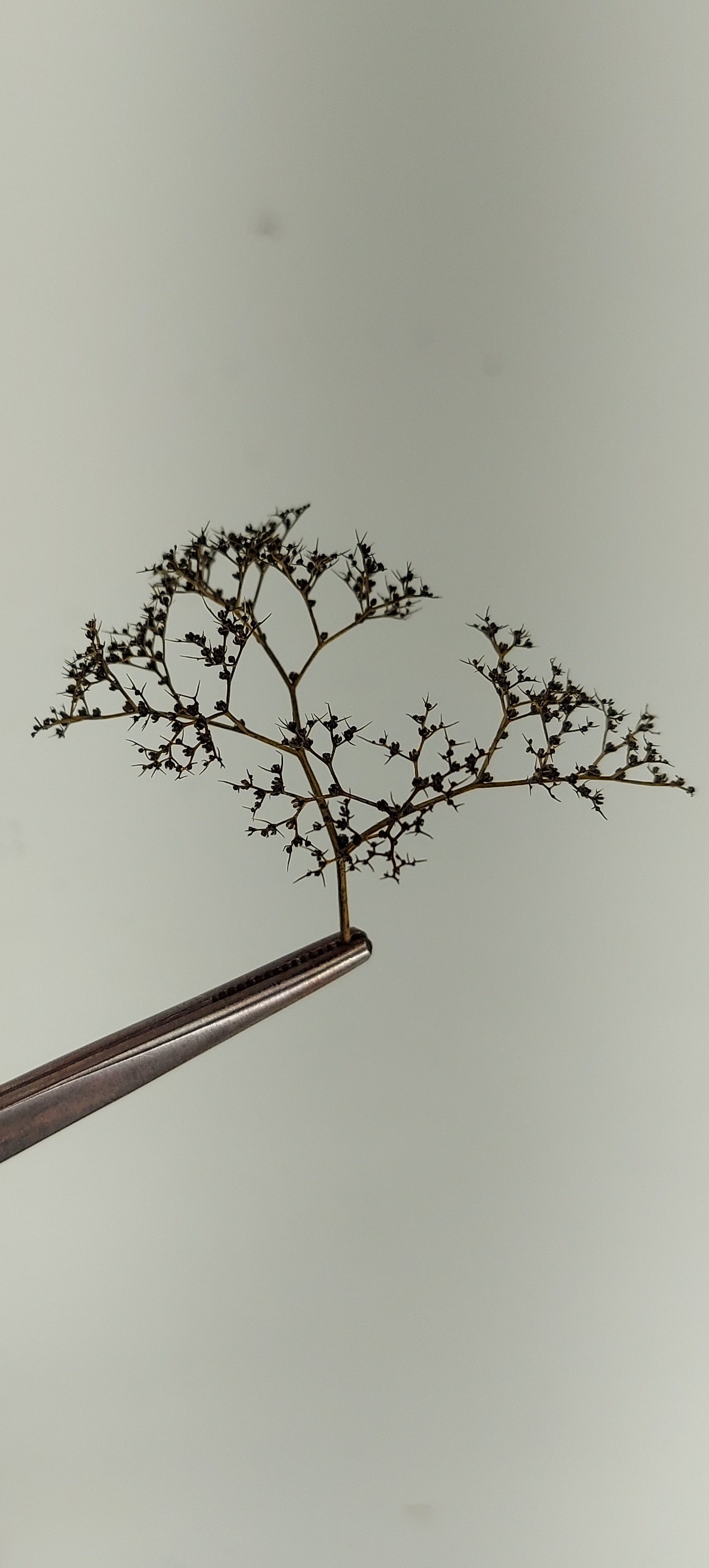 Plain Bushes [Brown] – The Scenic Factory