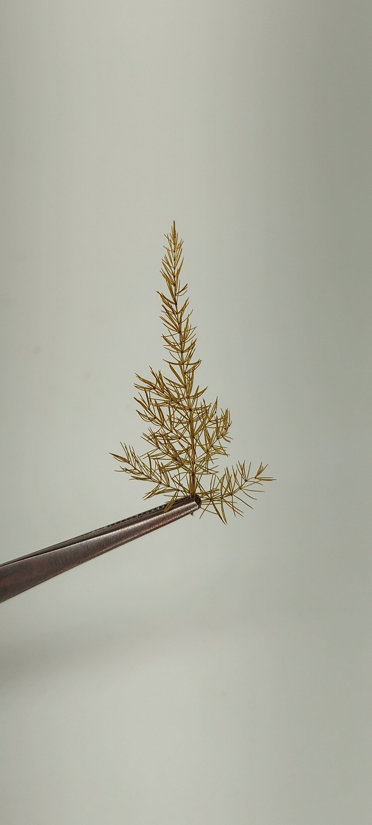 Pine Branches Brown[Small] – The Scenic Factory